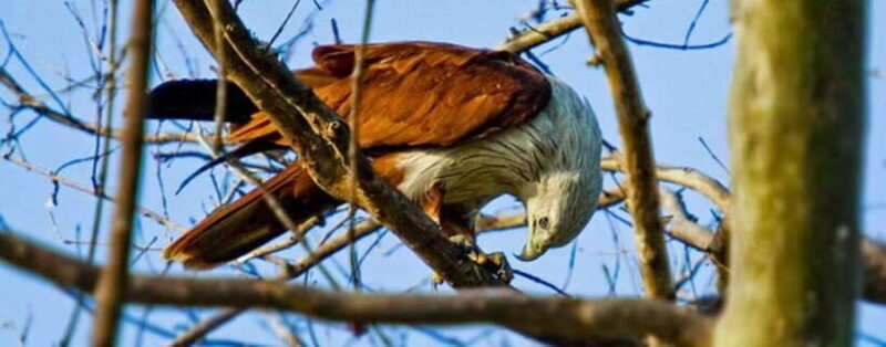 Kaudulla National Park Private Elephant Safari - Who Should Consider This Tour?