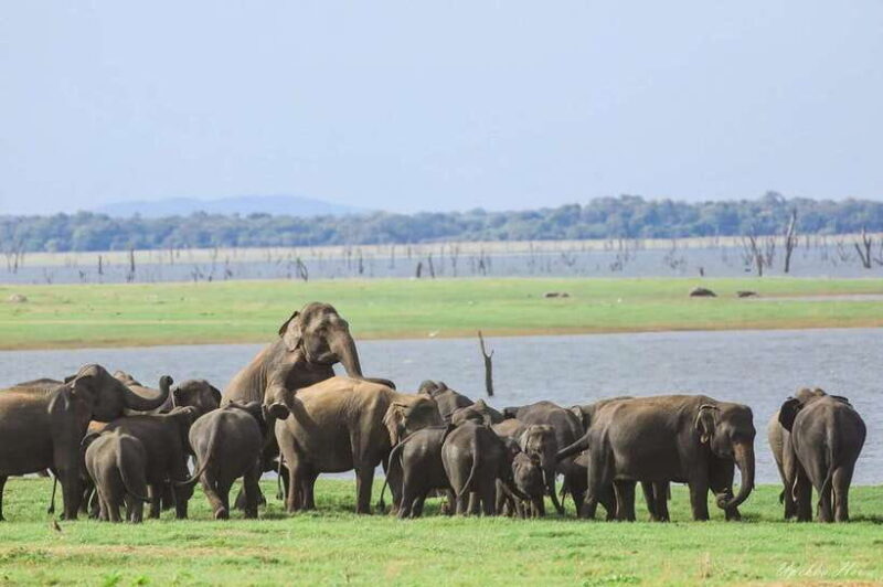 Kaudulla National Park Private Elephant Safari - Final Thoughts
