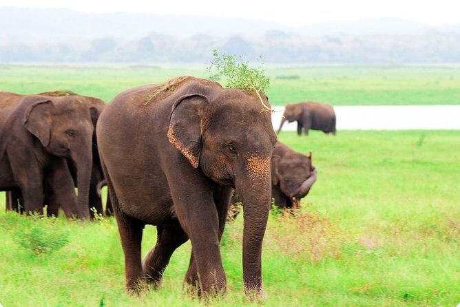 Kaudulla National Park Private Safari - Introduction