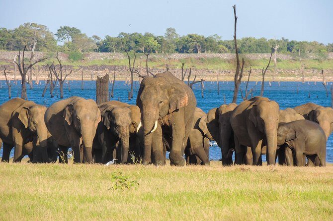 Kaudulla National Park Private Safari - The Value of a Private Safari