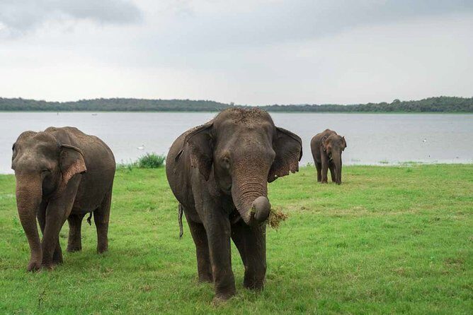 Kaudulla National Park Private Safari - Who Should Book This Tour?