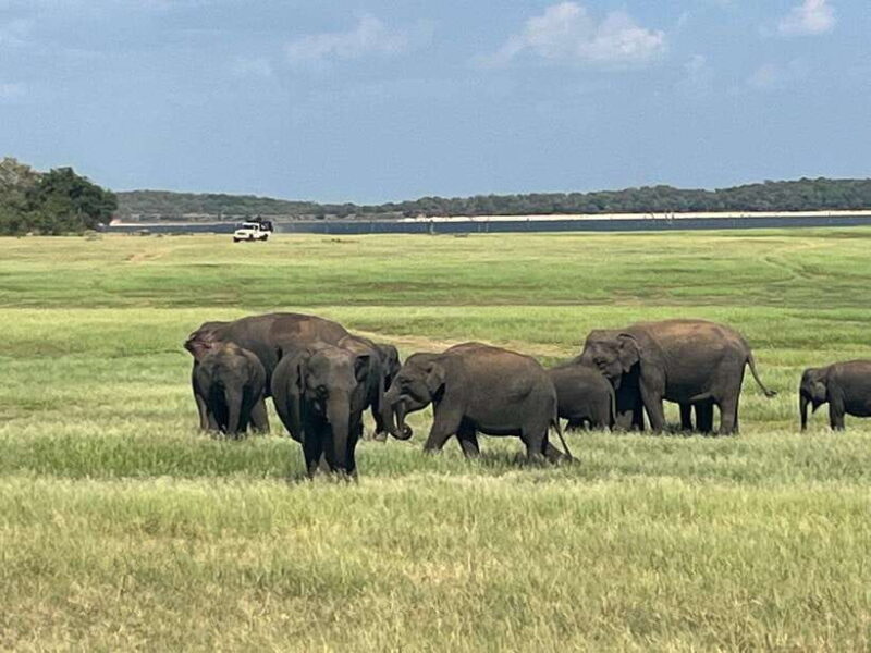 Kaudulla National Park: Private Safari - An In-Depth Look at the Experience