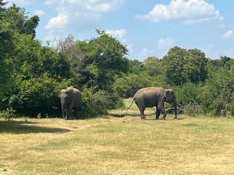 Kaudulla National Park: Private Safari - Who Will Love This Tour?