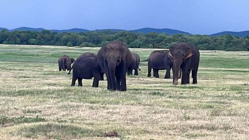 Kaudulla National Park: Private Safari - Value and Pricing Analysis