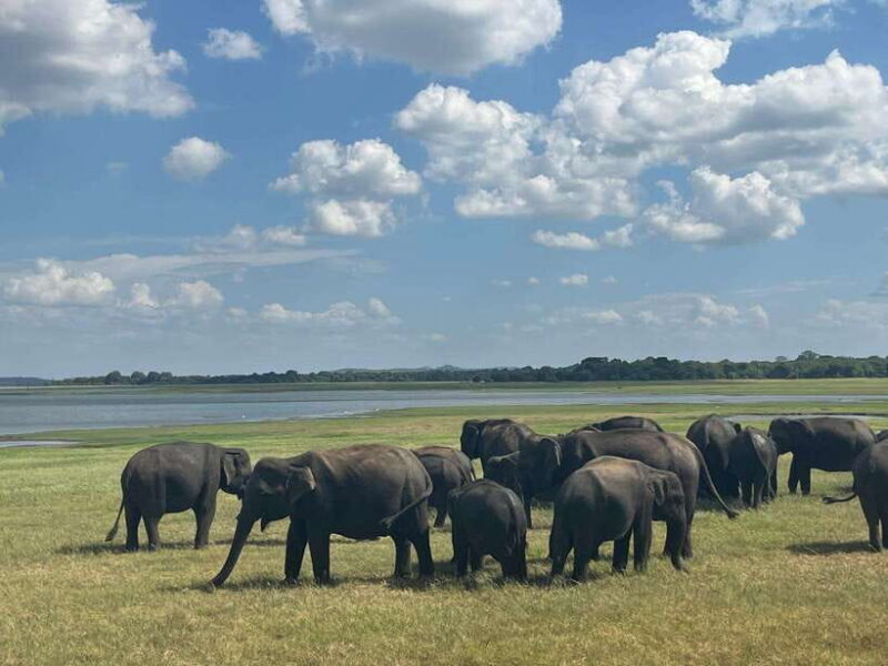 Kaudulla National Park: Private Safari - The Sum Up