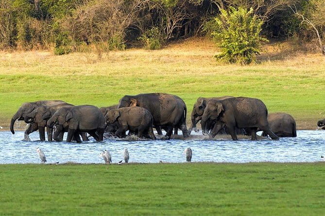 Kaudulla National Park Private Safari from Dambulla - Who Is This Tour Best For?