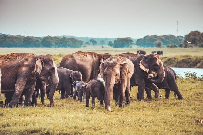 Kaudulla National Park Private Safari from Habarana - The Itinerary Breakdown: What’s in Store