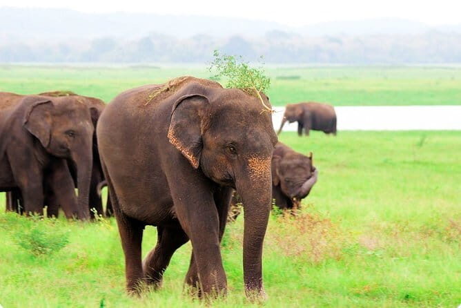 Kaudulla National Park Private Safari from Habarana - Who This Tour Is For