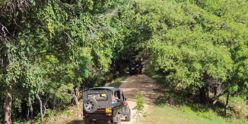 Kaudulla National Park: Private Safari - An In-Depth Look at the Safari Experience