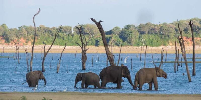 Kaudulla National Park: Private Safari - The Sum Up