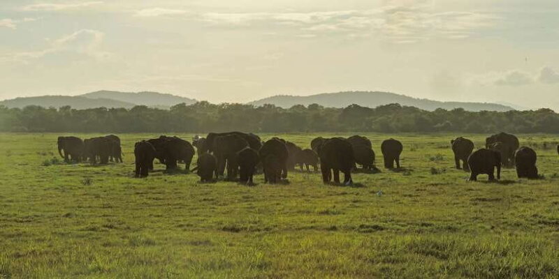 Kaudulla National Park: Private Safari - FAQ