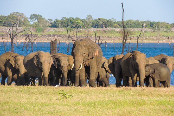 Kaudulla National Park Safari from Sigiriya - Introduction: Why Choose the Kaudulla Safari?