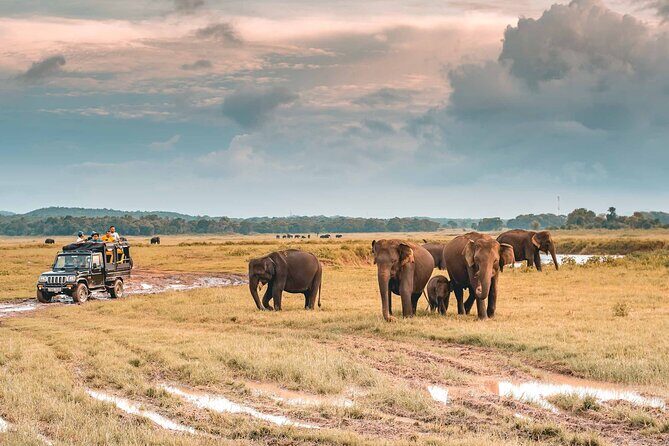 Kaudulla National Park Safari | Jeep with Tickets - A Closer Look at the Experience