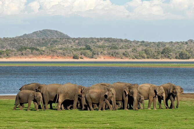 Kaudulla National Park Safari [Morning /Evening] - Key Points