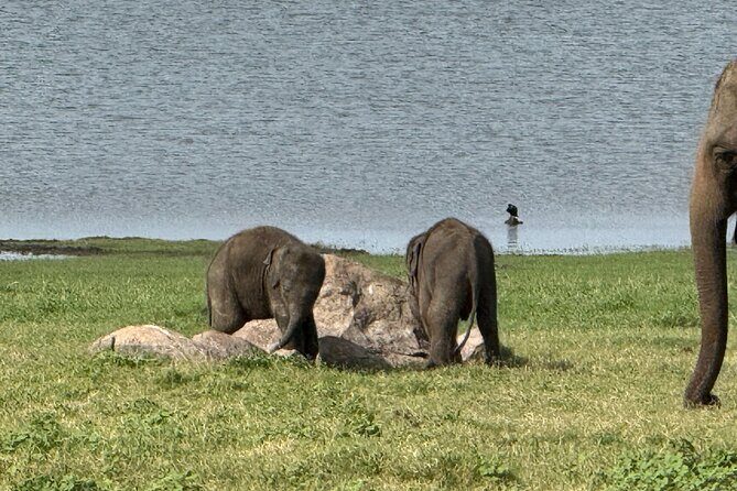 Kaudulla National Park Safari [Morning /Evening] - The Sum Up: Who Will Enjoy This Safari?