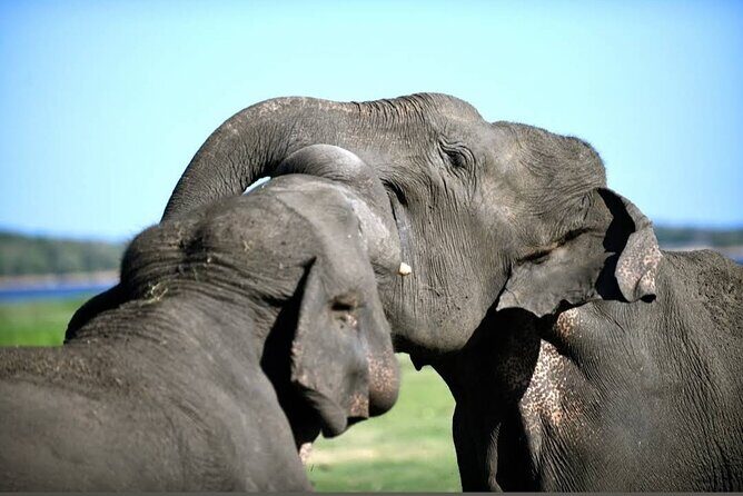 Kaudulla Safari Adventure - Why Travelers Rave About It