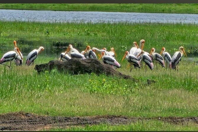 Kaudulla Safari Adventure - Final Thoughts