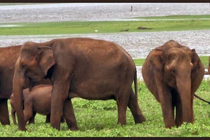 Kaudulla Safari Adventure - FAQs