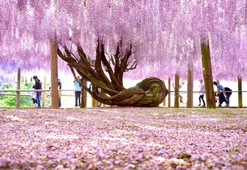 Kawachi Wisteria Garden, Kokura Castle & Outlets Day Tour - Key Points