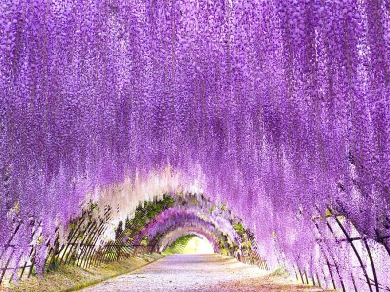 Kawachi Wisteria Garden, Kokura Castle & Outlets Day Tour - A Detailed Look at the Tour
