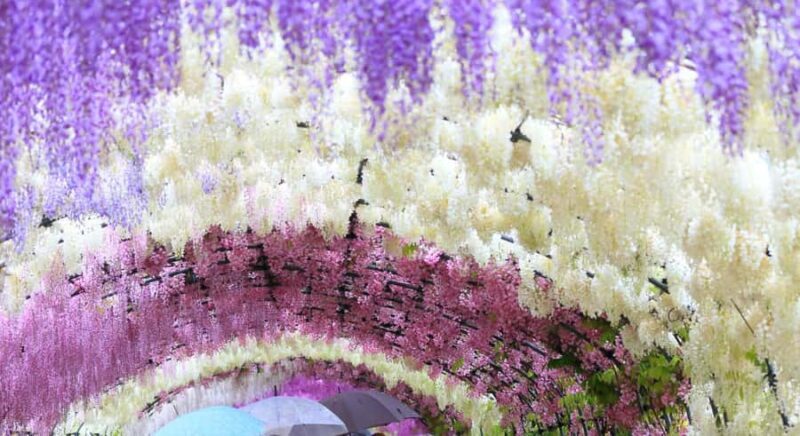 Kawachi Wisteria Garden, Kokura Castle & Outlets Day Tour - Who Will Love This Tour?
