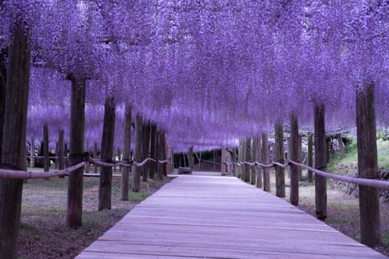 Kawachi Wisteria Garden, Kokura Castle & Outlets Day Tour - FAQs