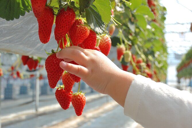 Kawagoe Strawberry Picking and Sweets Walking Tour from Tokyo - Analyzing the Value