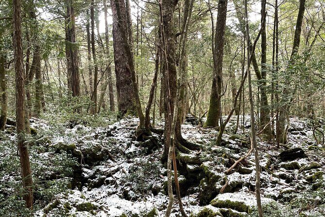 Kawaguchiko (Mt Fuji) Tour with Private Car - Exploring the Kawaguchiko Private Day Tour