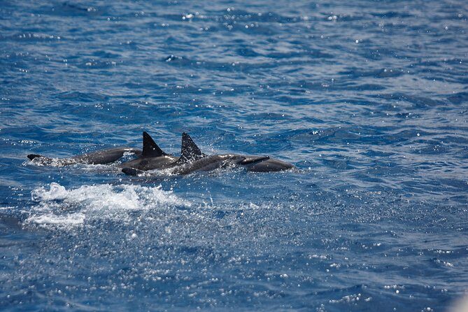 Kawaihae Luxury Snorkel Cruise & Wildlife Watch with Lunch - Exploring the Kawaihae Luxury Snorkel Cruise & Wildlife Watch with Lunch