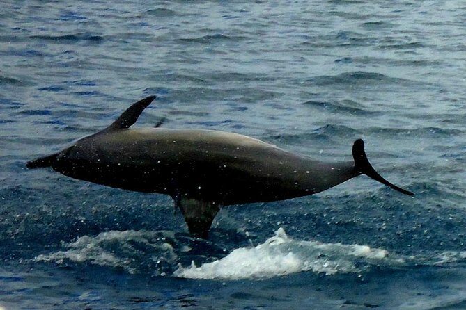 Kawaihae Luxury Snorkel Cruise & Wildlife Watch with Lunch - FAQs