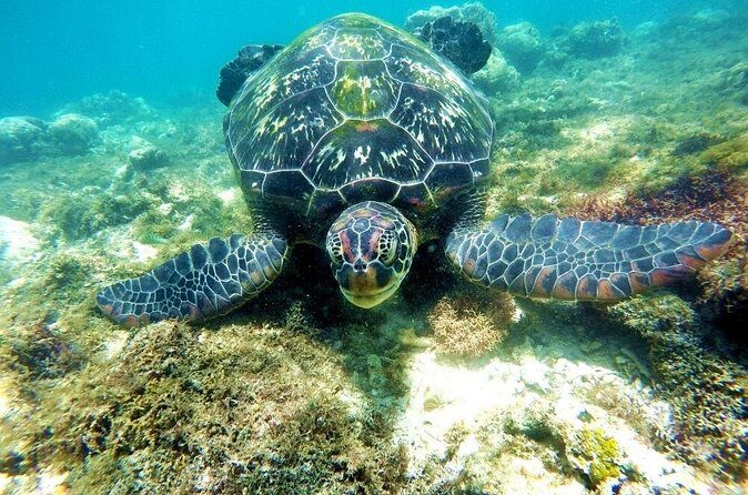 Kawasan Canyoneering and Snorkeling with Sardines with Lunch - Final Thoughts: The Value and Authenticity of This Tour