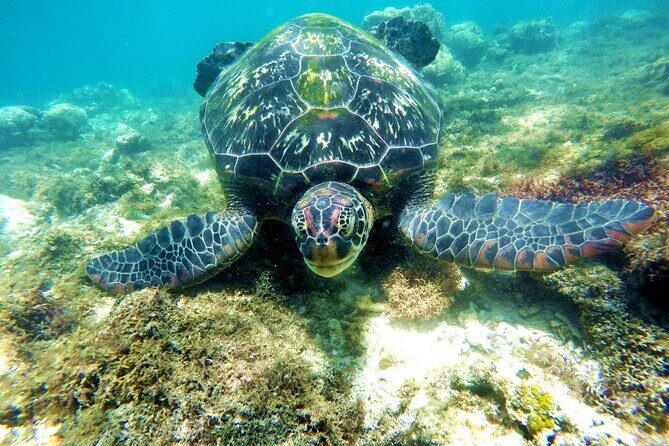 Kawasan Canyoneering and Snorkeling with Sardines with Lunch - FAQ