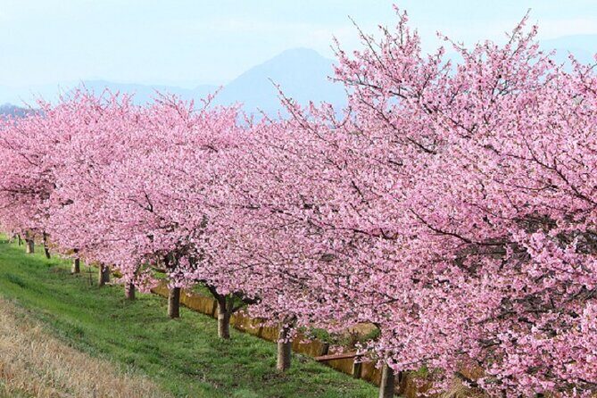 Kawazu-zakura Cherry Blossom Festival & Fruit Picking - Key Points
