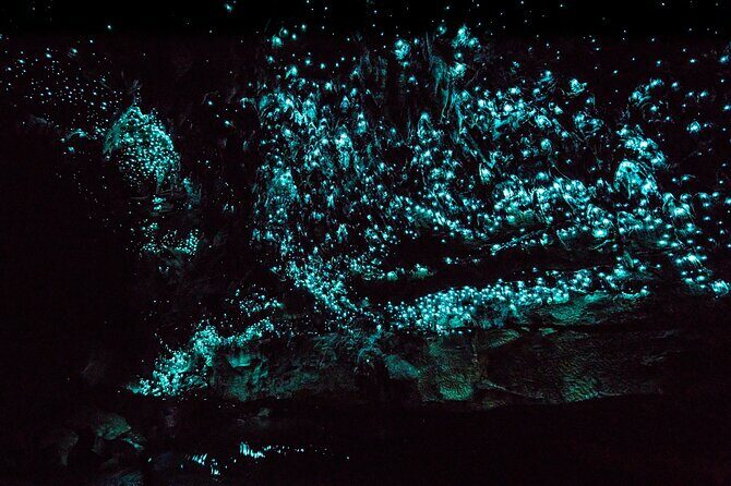 Kawiti Family Glowworm Caves Guided Tour in Bay of Islands - Key Points