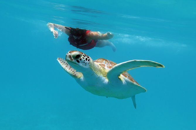Kayak and Sea Turtle Snorkel with Beach Break - What Travelers Are Saying