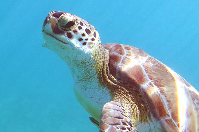 Kayak and Sea Turtle Snorkel with Beach Break - The Sum Up