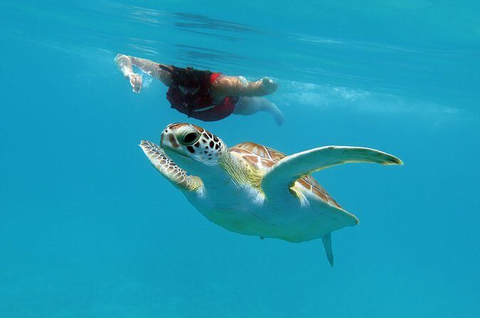 Kayak and Sea Turtle Snorkel with Beach Break - FAQ: Your Questions Answered