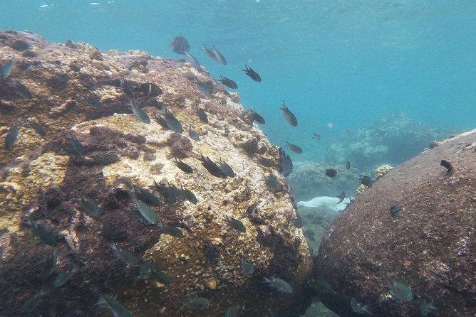 Kayak and Snorkel Tour Half Day - Exploring Da Nang’s Coastline from the Water
