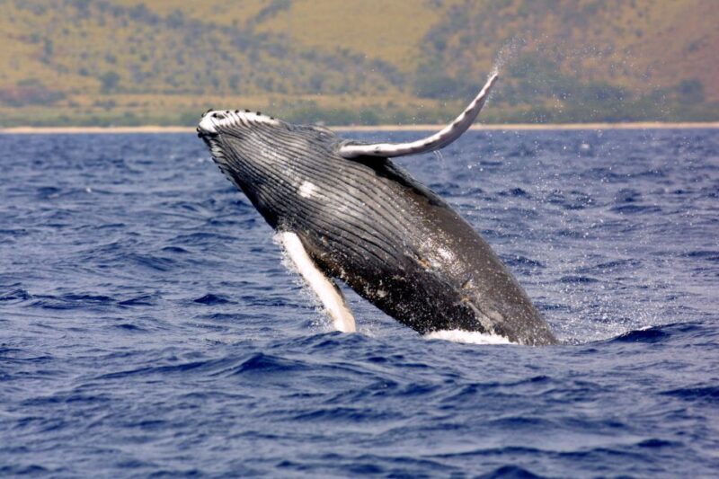 Kayak and Snorkel West Maui at Olowalu - Who Will Love This Tour?
