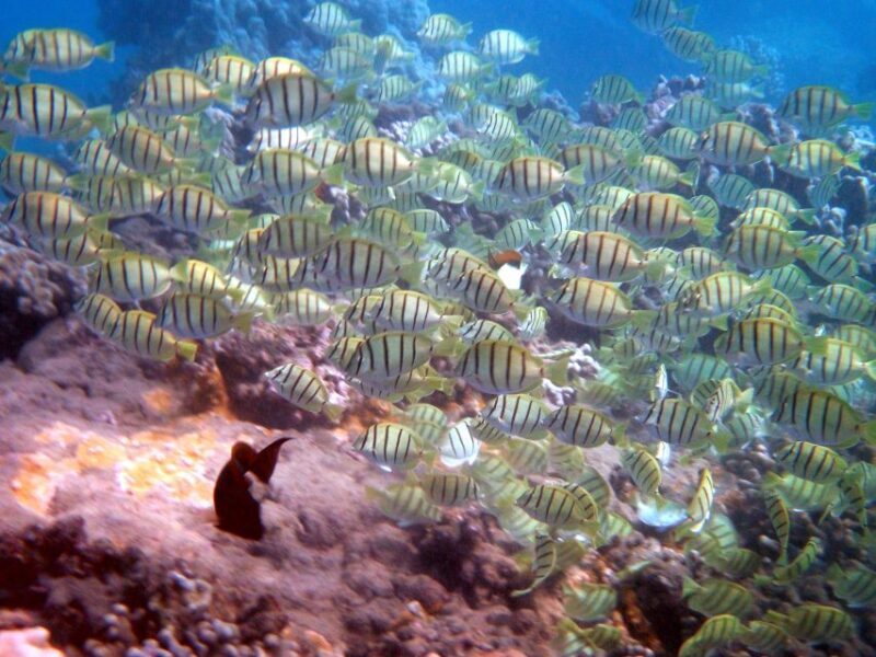 Kayak and Snorkel West Maui at Olowalu - Final Thoughts: Is It Worth It?