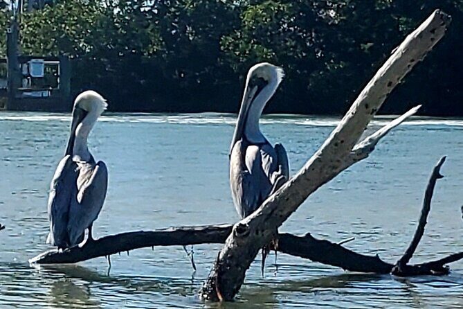 Kayak and SUP Rentals - Big Hickory Island - Fort Myers Beach, FL - Final Thoughts: The Real Value in Your Paddle Day