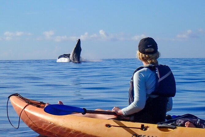 Kayak and Whale Watching Tour - An In-Depth Look at the Kayak Whale Watching Tour