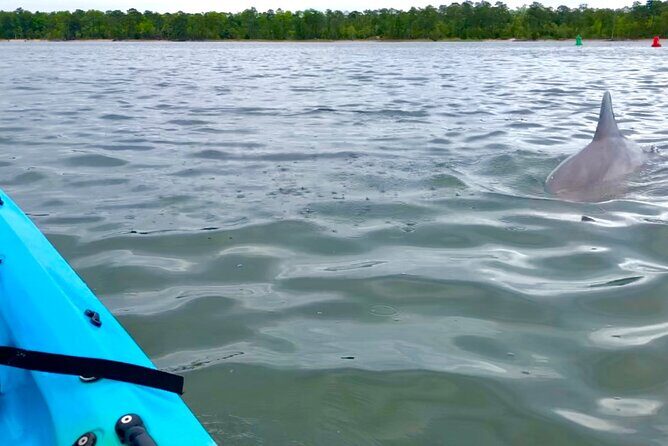 Kayak Dolphin Experience in Virginia Beach Must know how to swim - What travelers are saying