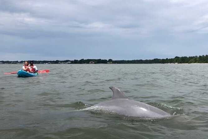 Kayak Dolphin Experience in Virginia Beach Must know how to swim - The Sum Up