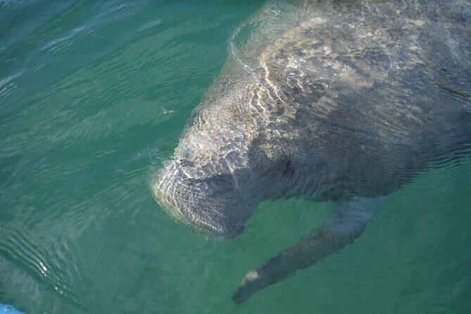 Kayak Eco Tour in Don Pedro Island - Why the Guides Make the Difference