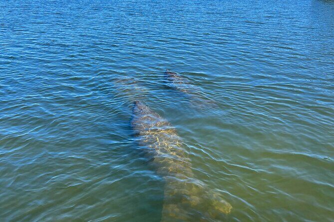Kayak Eco Tour in Don Pedro Island - The Sum Up: Why This Tour Is a Smart Choice