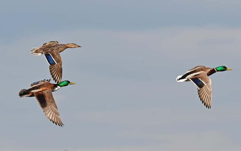 Kayak excursion through the Ebro Delta - 7 routes to choose from - The Value of This Experience