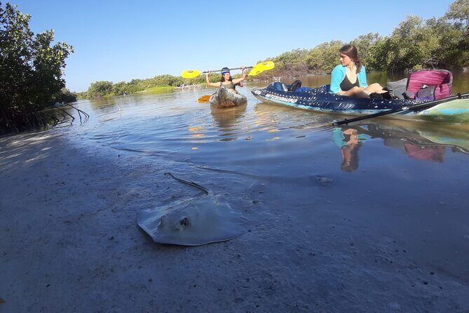 Kayak Experience in the Mangroves of Holbox Island - An In-Depth Look at the Holbox Mangroves Kayak Tour