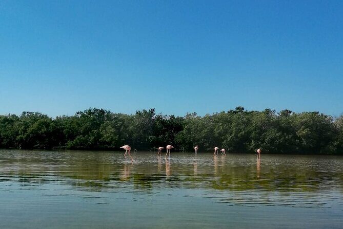 Kayak Experience in the Mangroves of Holbox Island - Final Thoughts