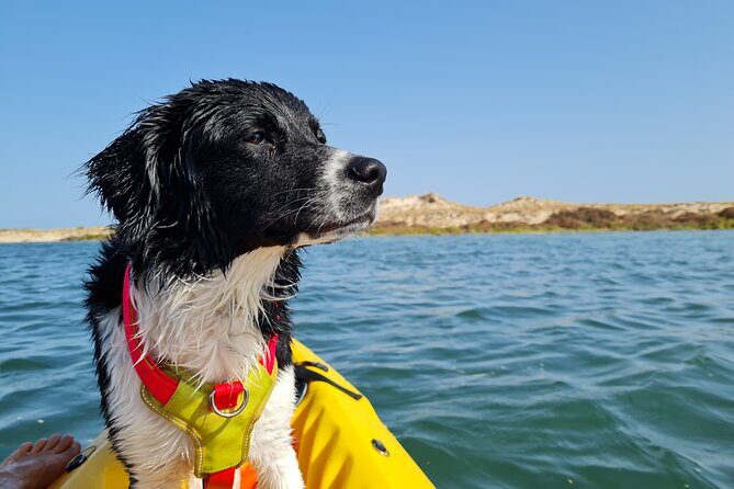 Kayak Rental in Praia dos Cavacos - Introduction